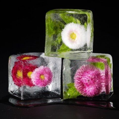 Making Edible Flower Ice Cubes - For Cocktails and Cocktails - The ...