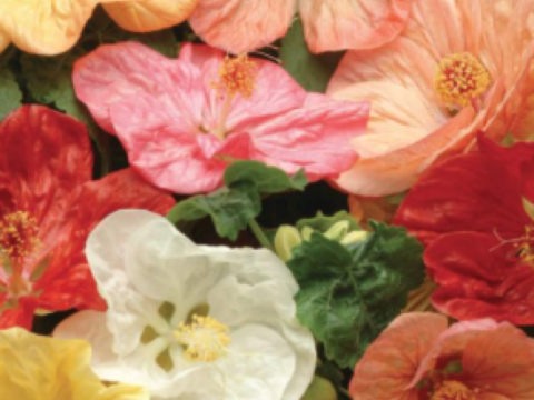 Abutilon (hybridum) - The Edible Flower Garden