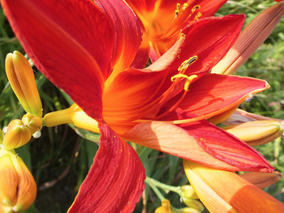Daylily (Hemerocallis) - The Edible Flower Garden