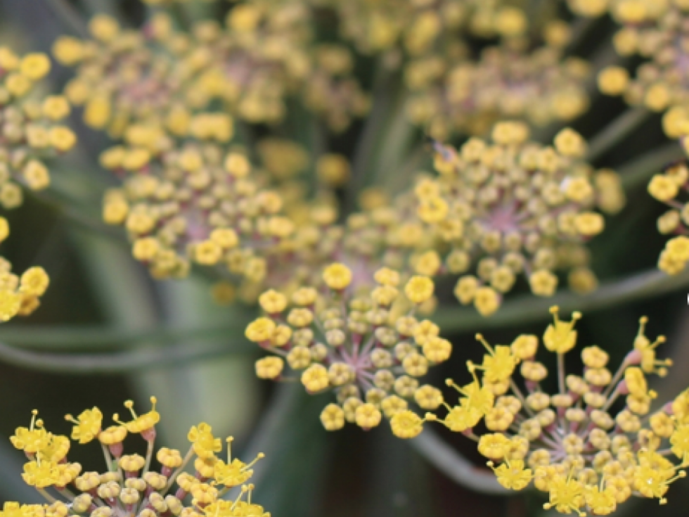 Fennel Flowers - The Edible Flower Garden