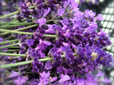 Lavender (Lavender Augustifolia) - The Edible Flower Garden