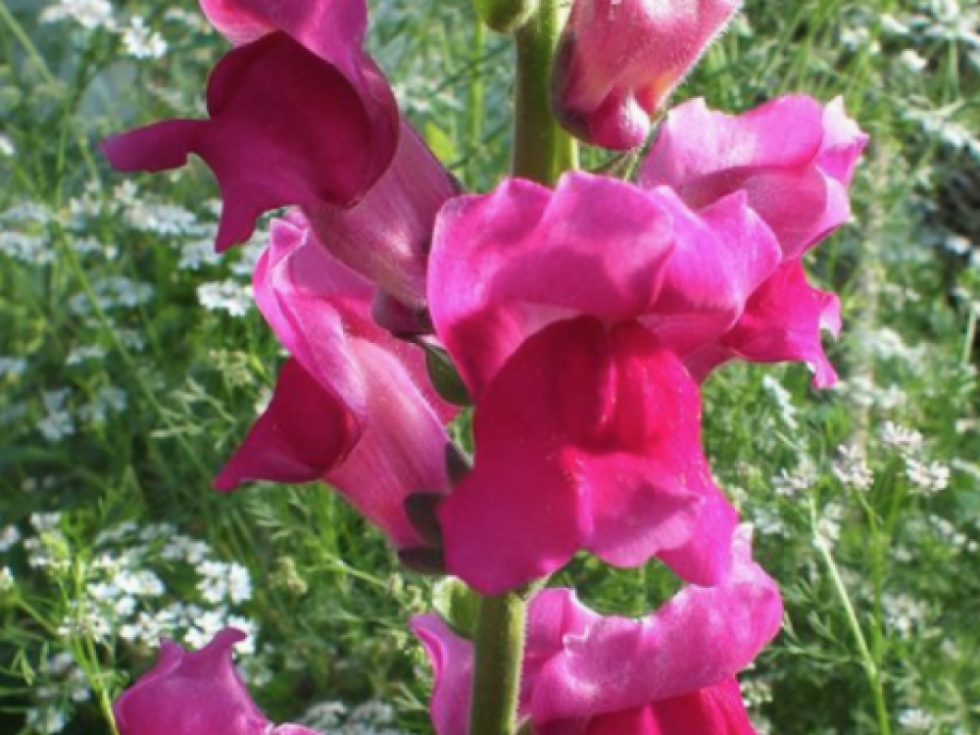 Snapdragon (Antirrhinum) - The Edible Flower Garden