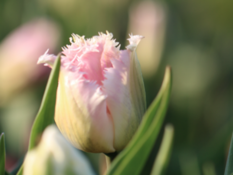 Tulips (Tulipa) - The Edible Flower Garden