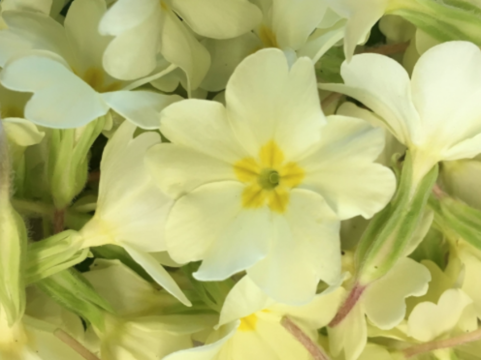 Wild Primroses (Primrose vulgaris) - The Edible Flower Garden